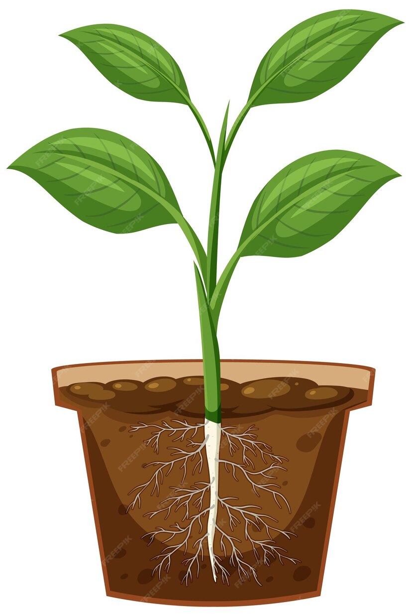Understanding Indoor Plant Terminology - Interior Plant Designs