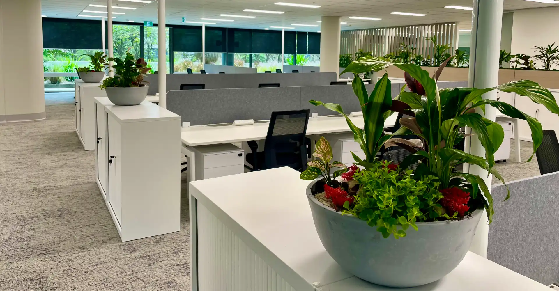 Indoor Plant Hire Sydney - Interior Plant Designs